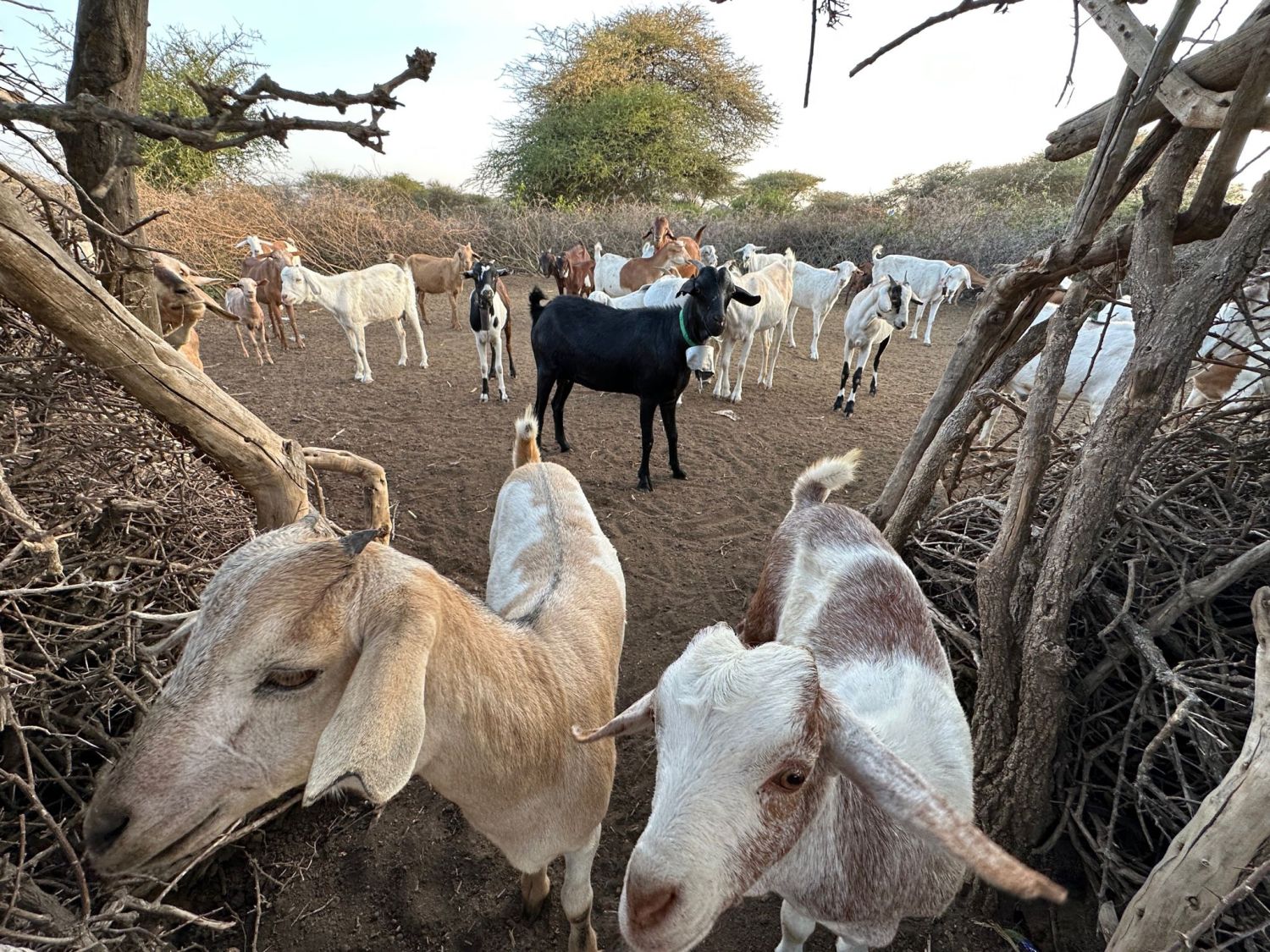 Maasai – um povo sem fronteiras – Viagens da Lita